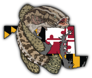 MD Snakehead Decal – Windsor Wildlife